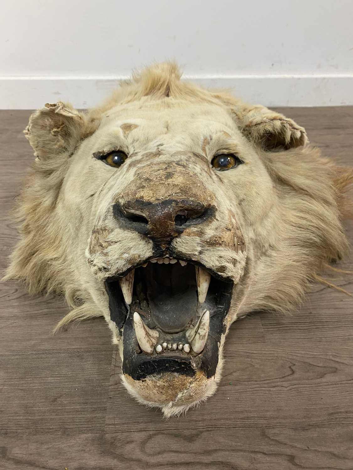Lot 155 - A TAXIDERMY LION HEAD IN THE MANNER OF