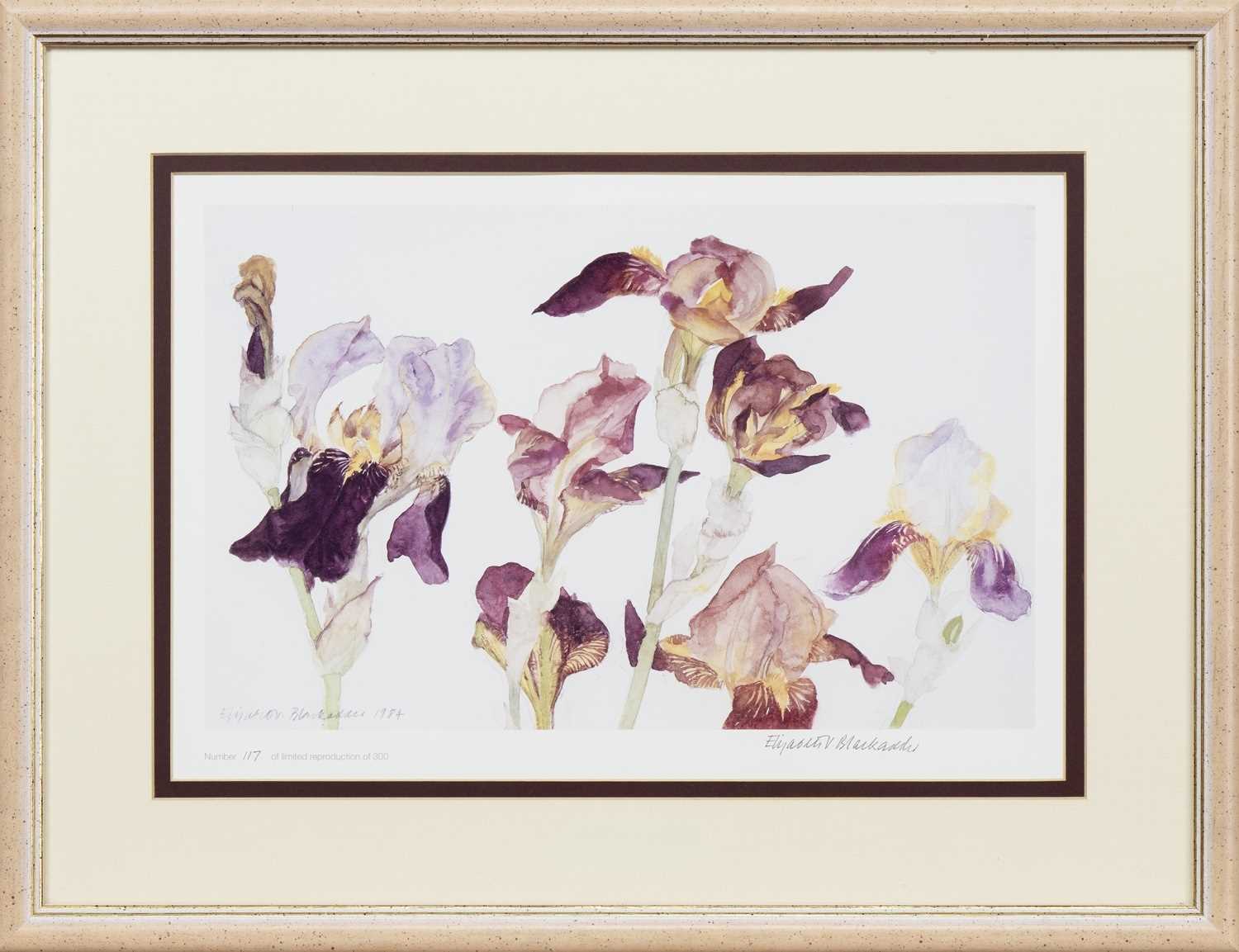 Lot 150 - * ELIZABETH BLACKADDER DBE RA RSA RSW RGI