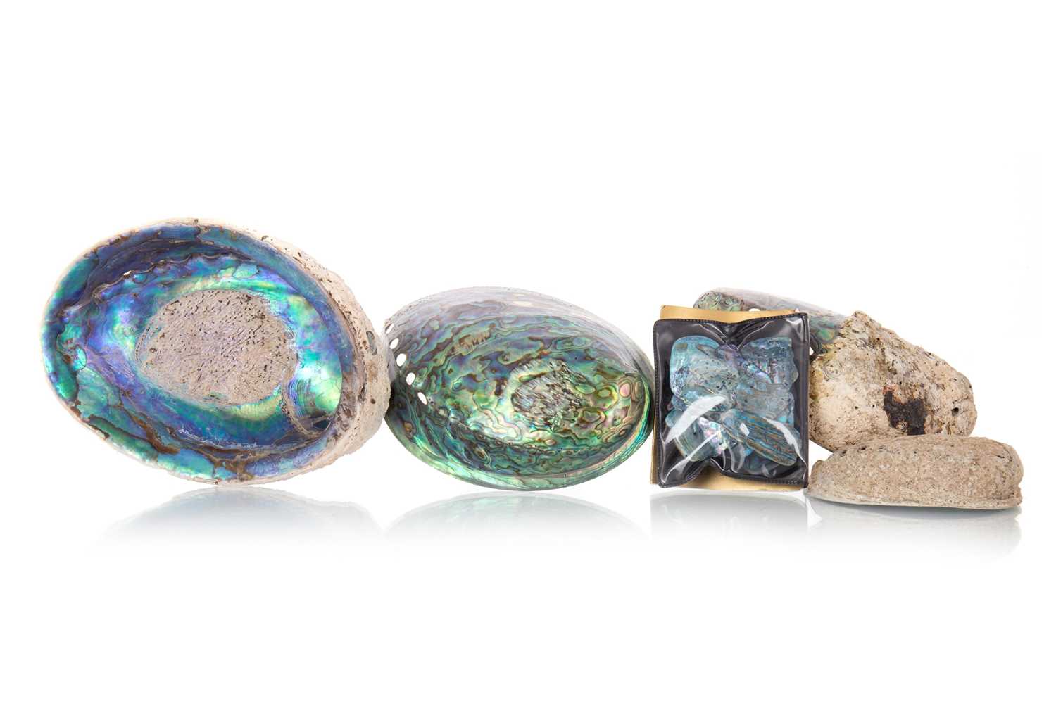 Lot 6 - COLLECTION OF NEW ZEALAND PAUAU SHELLS,