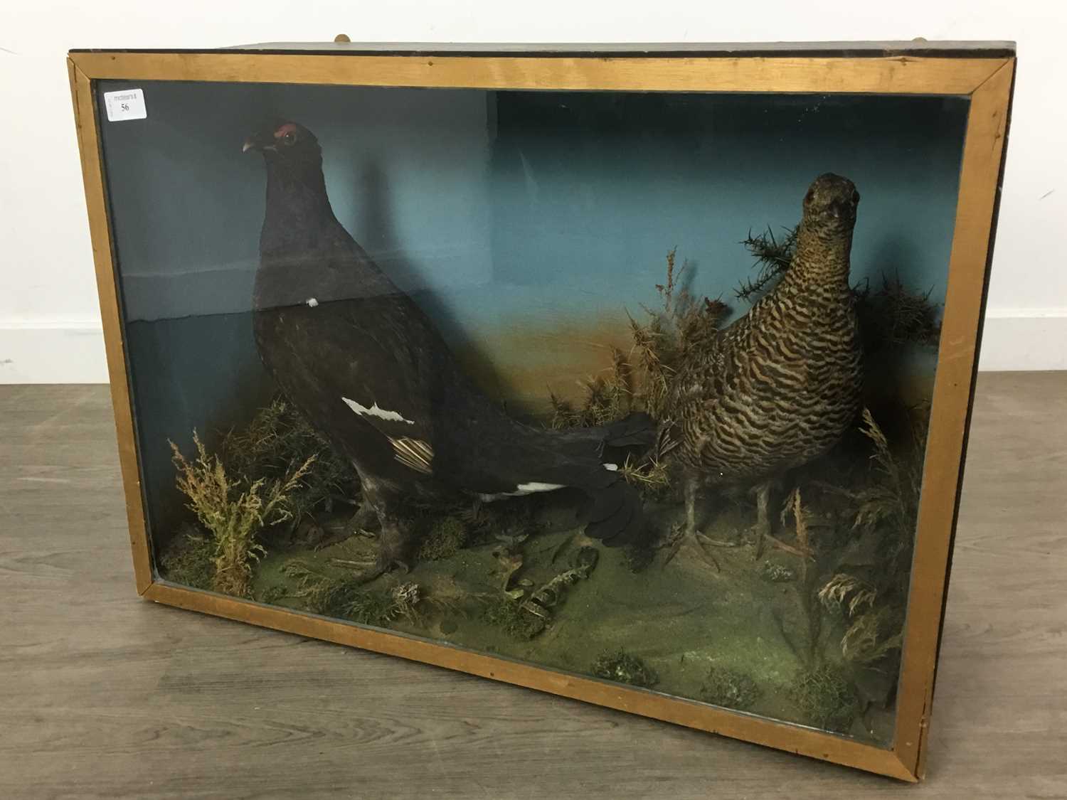 Lot 427 - TAXIDERMY MALE AND FEMALE BLACK GROUSE,